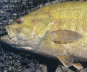 Fish of Lake Erie | Top 5 Species
