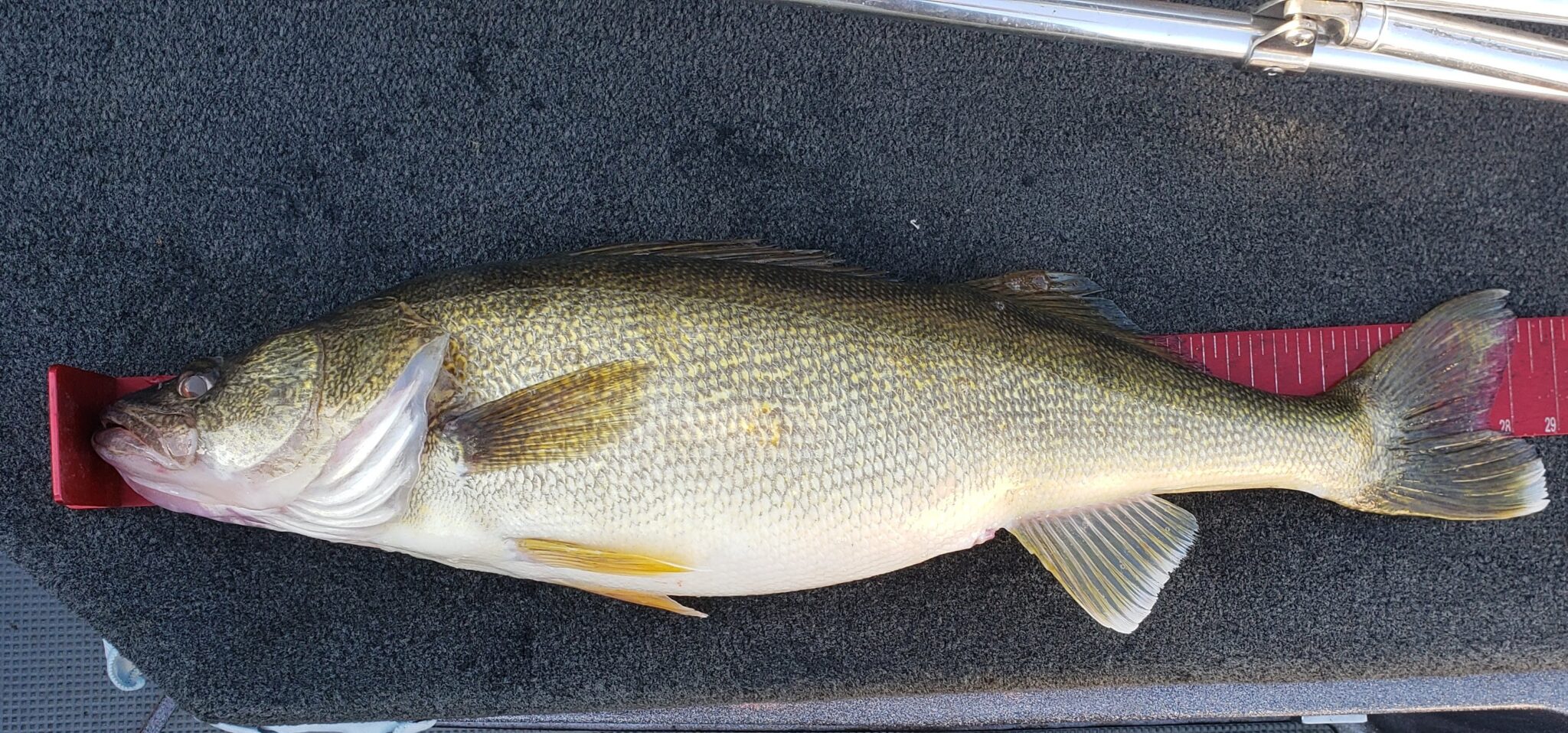 Lake Erie Fishing Reports - Lake Erie Fishing