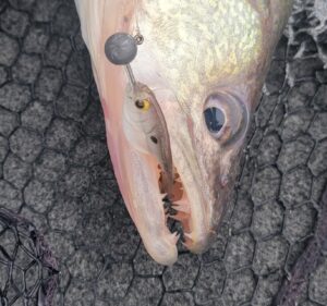 Walleye Teeth | Sharp and Magnificant