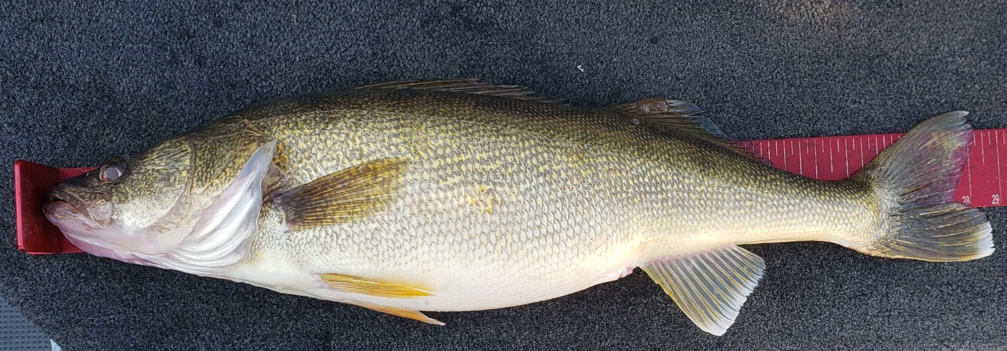 Fish of Lake Erie | Top 5 Species