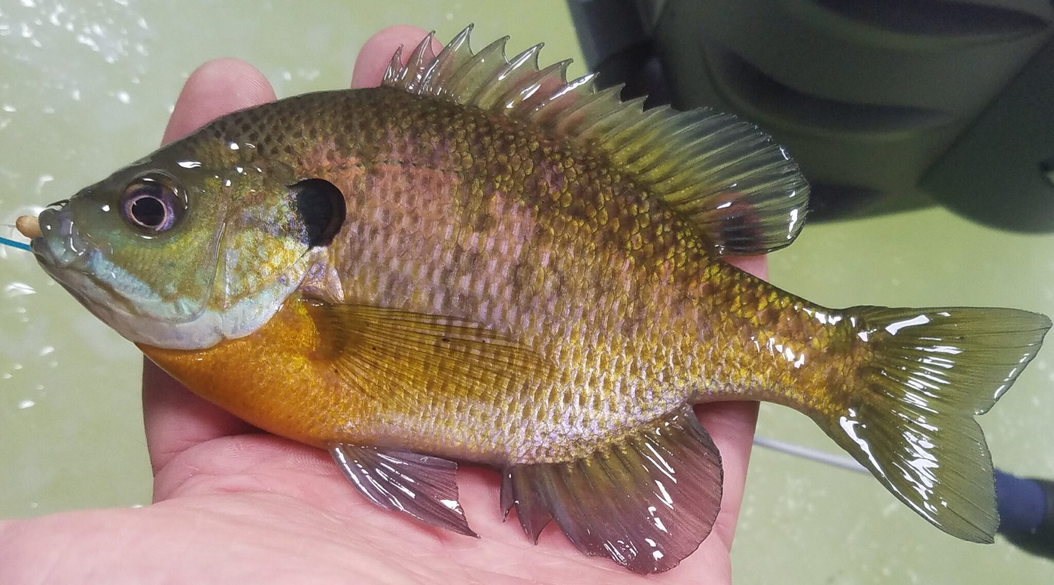 The Best Way to Catch Bluegill