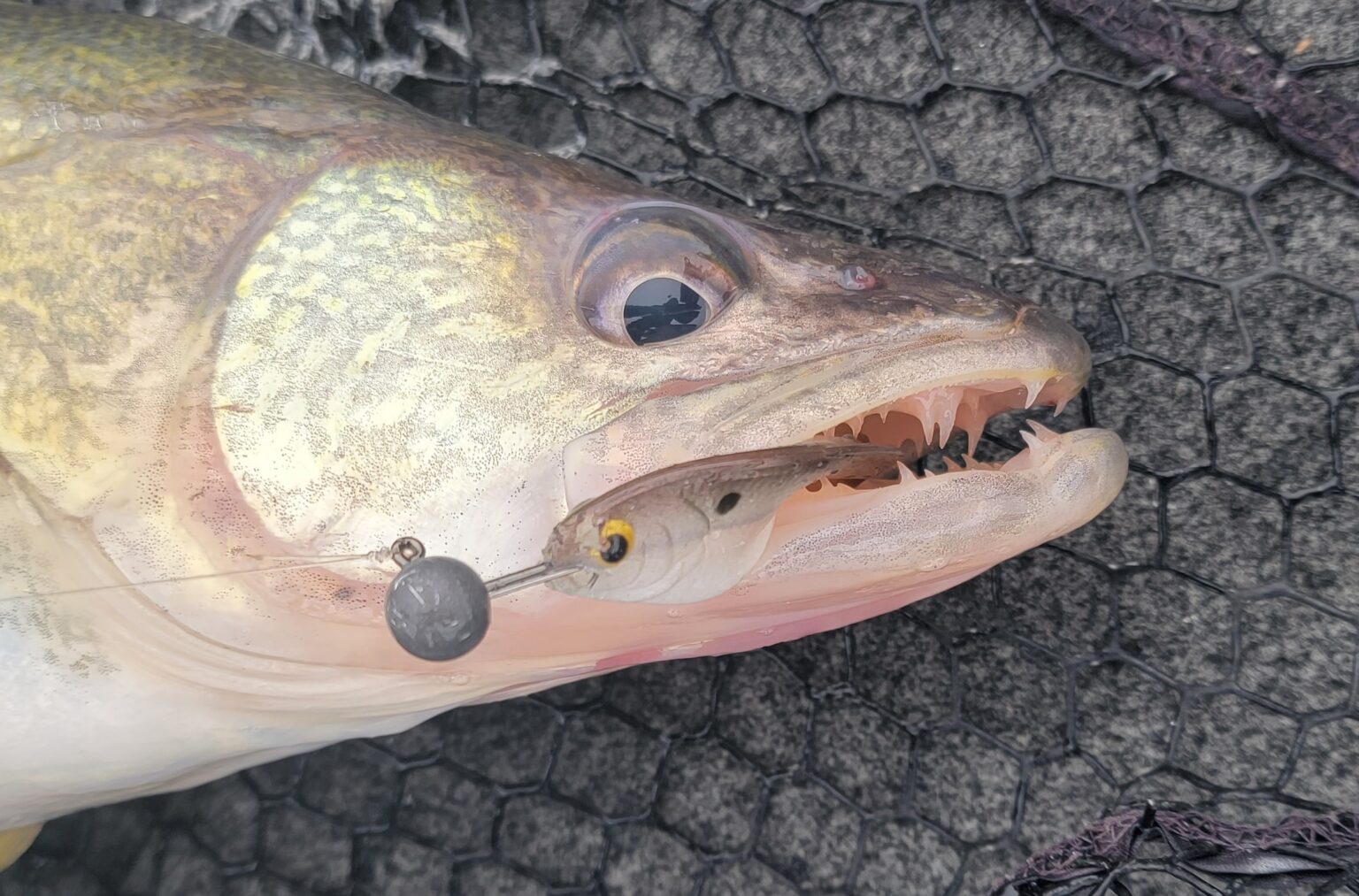 Best Swimbaits For Walleye