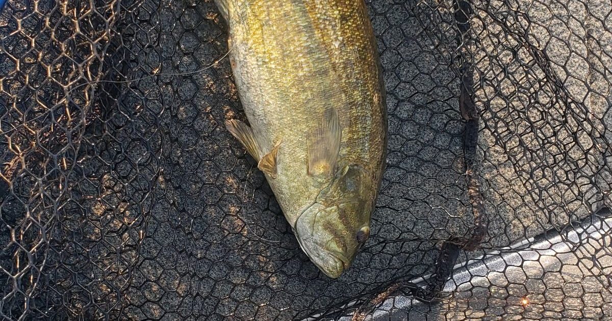 Bass Fishing Nets | Top 10