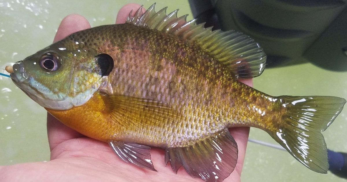 Best Way to Catch Bluegill